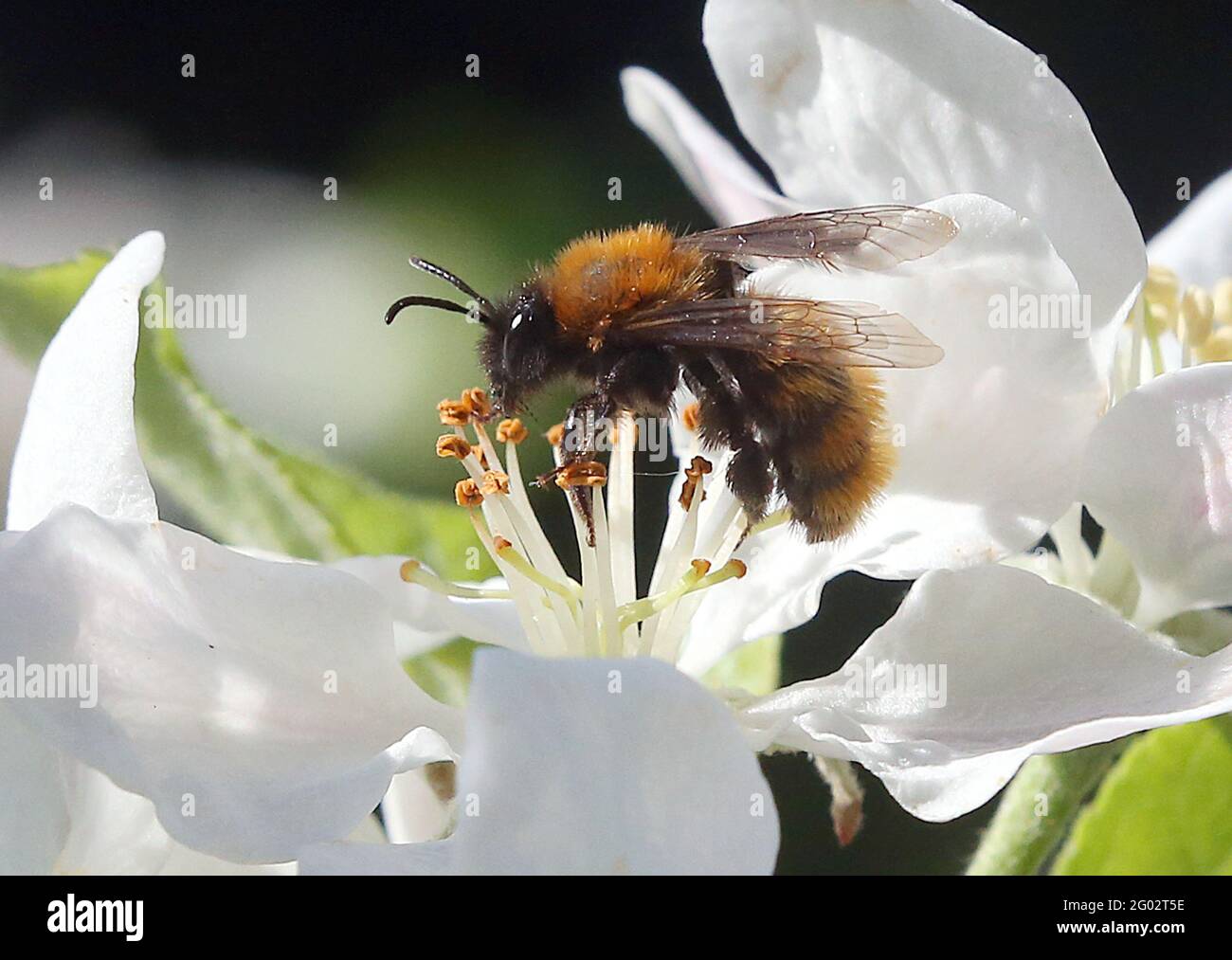 Berlin, Germany. 15th May, 2021. A tree bumblebee sits on the blossom ...