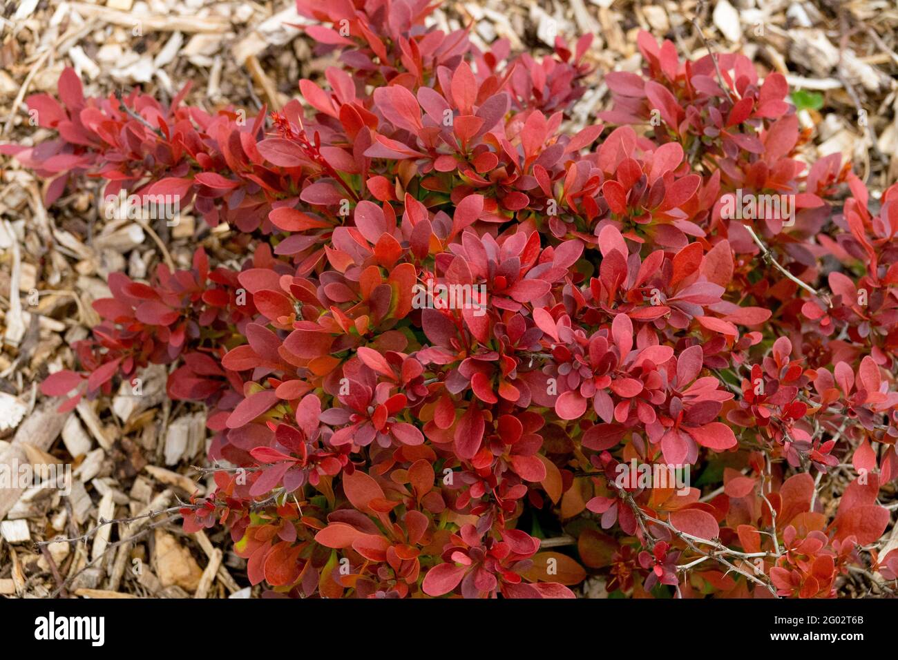 Berberis Coral Japanese Barberry Berberis thunbergii Coral Shrub Spring ...