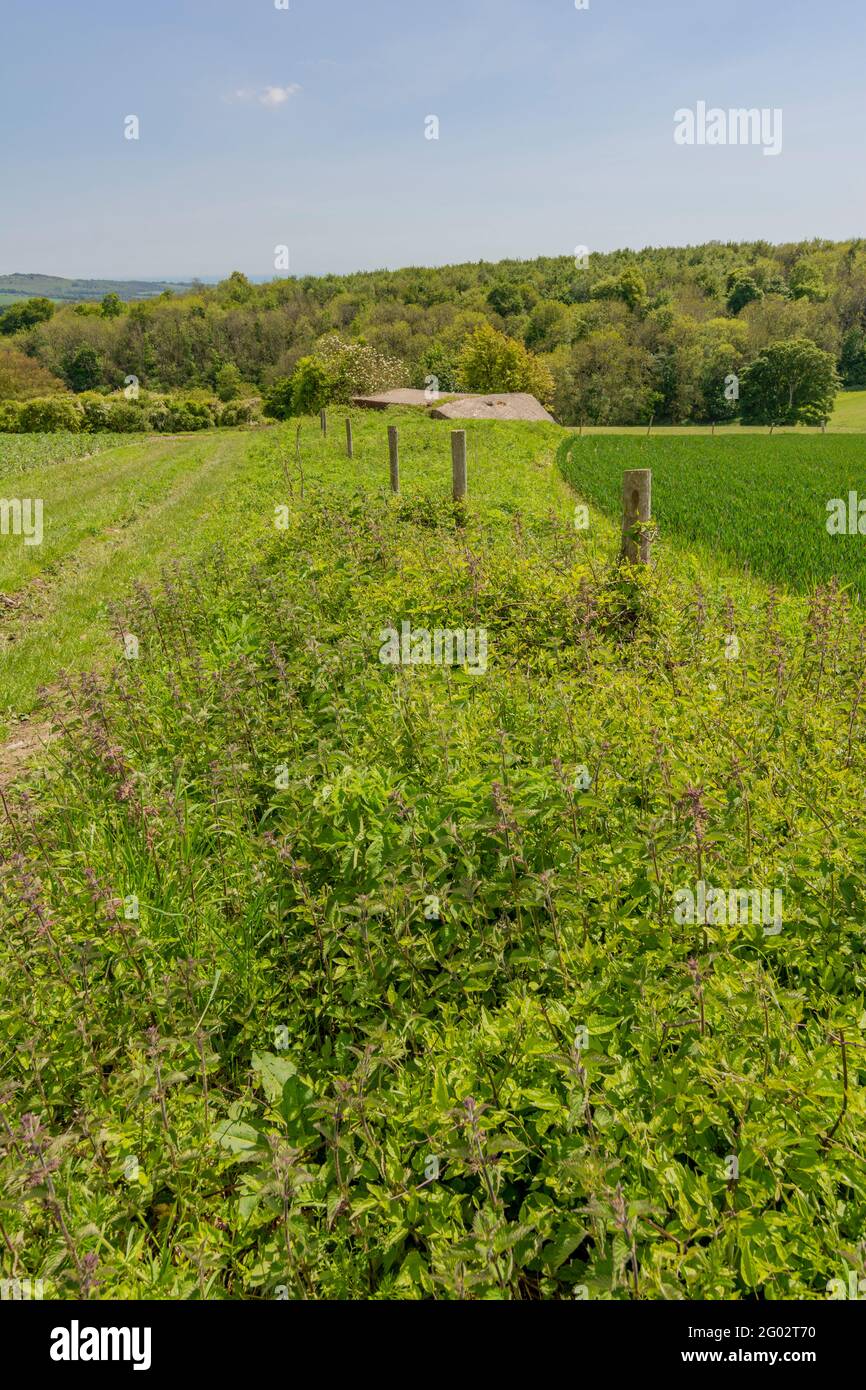 The remains of a World War Two Pill Box / Defence Position Stock Photo ...