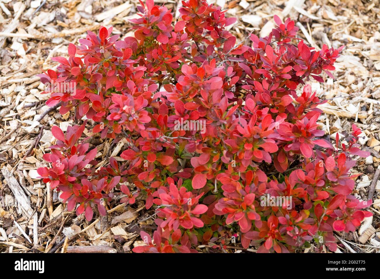 Berberis thunbergii shrub hi-res stock photography and images - Alamy