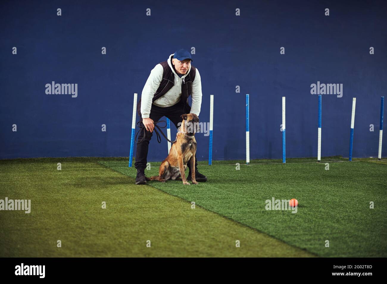Professional dog handler training a Belgian Malinois Stock Photo - Alamy