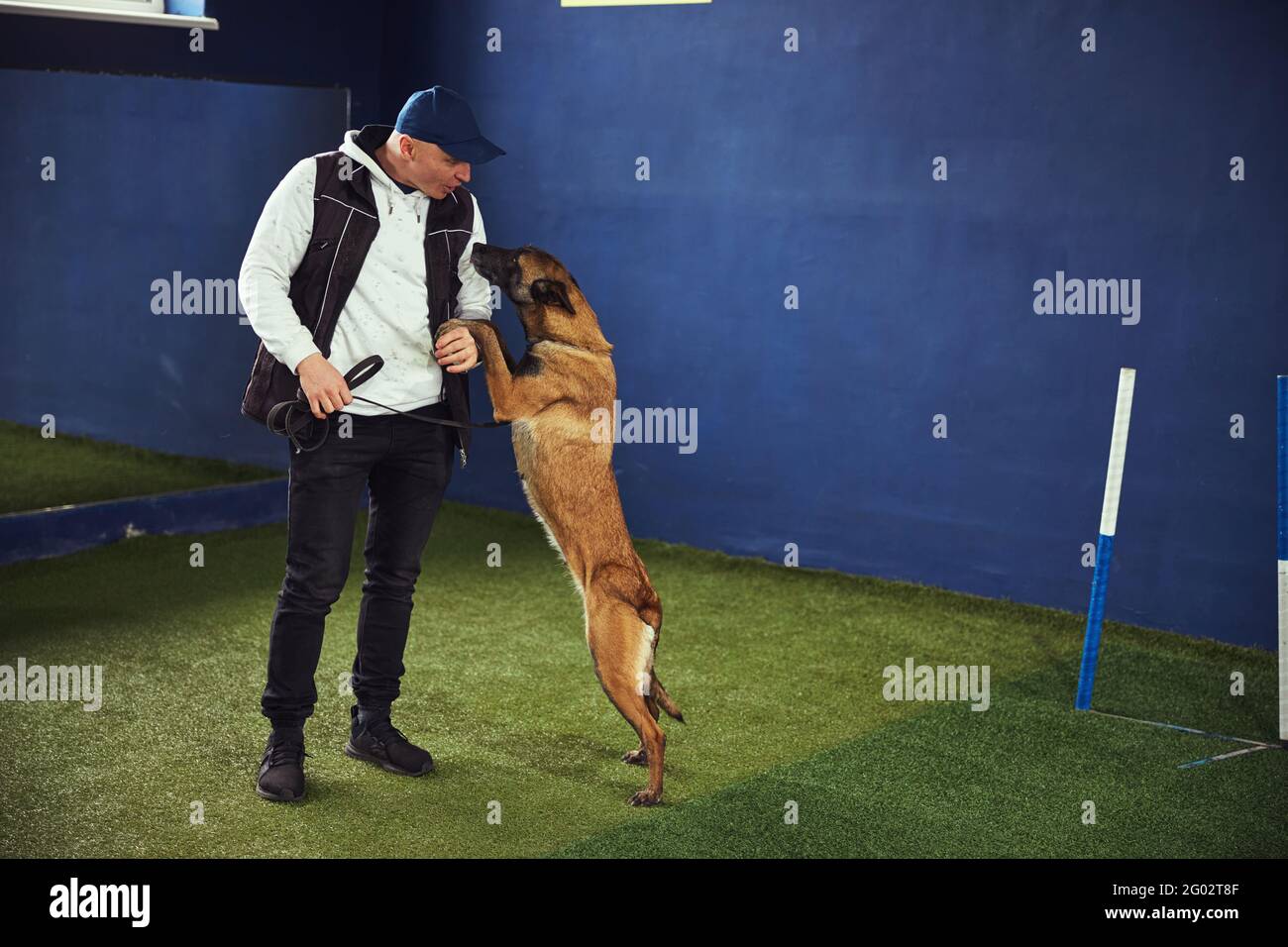 Focused professional handler teaching an adult dog the Stand command ...