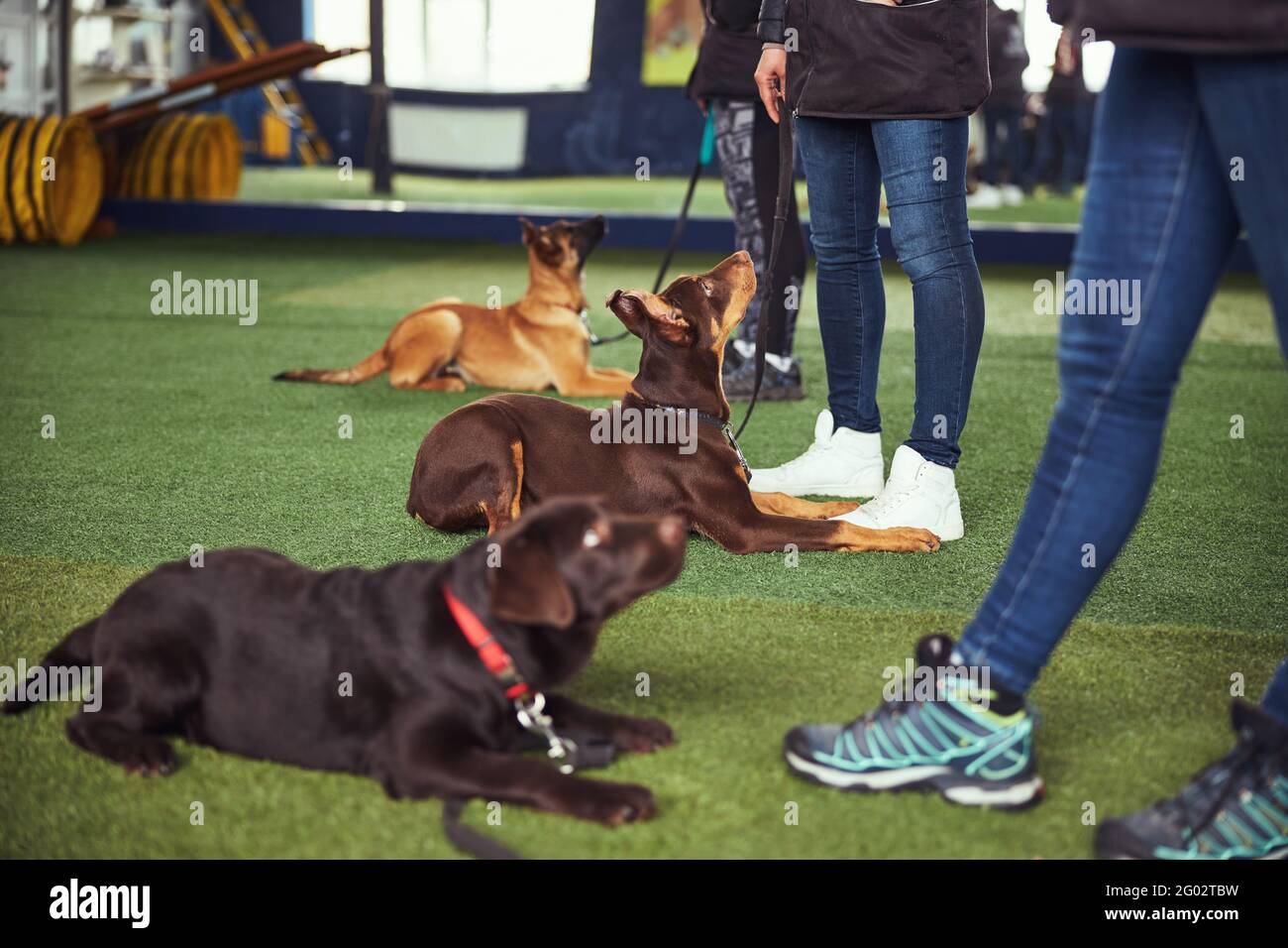 Dog handlers hi-res stock photography and images - Alamy