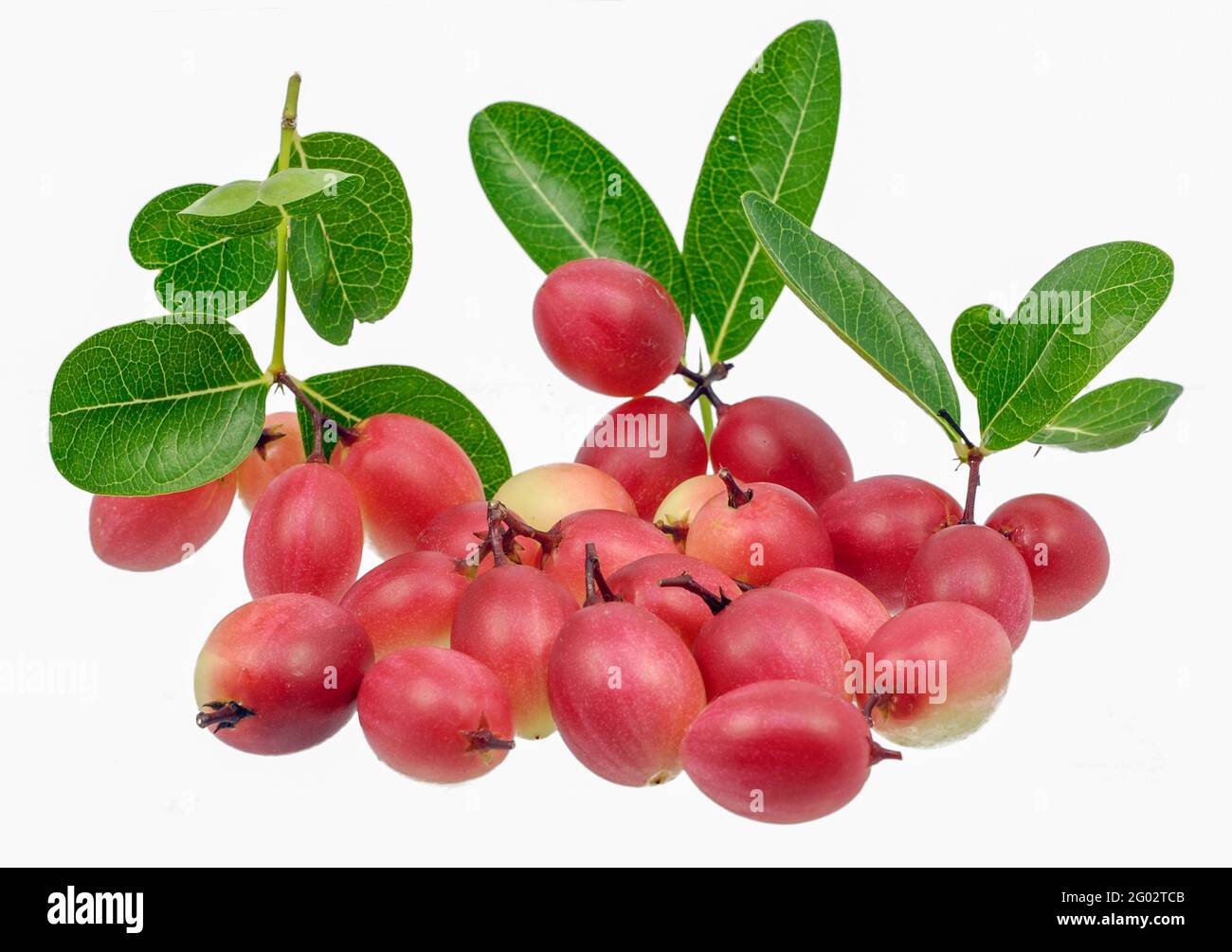 Carunda or Karonda fruits isolated on white background Stock Photo - Alamy
