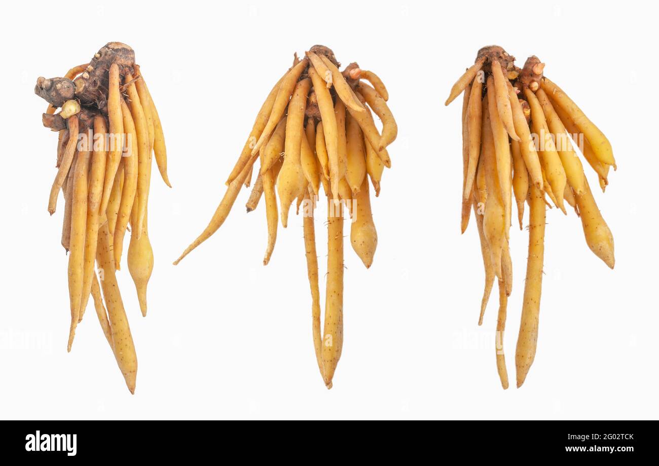 Finger Root or Chinese Ginger isolated on white background Stock Photo ...
