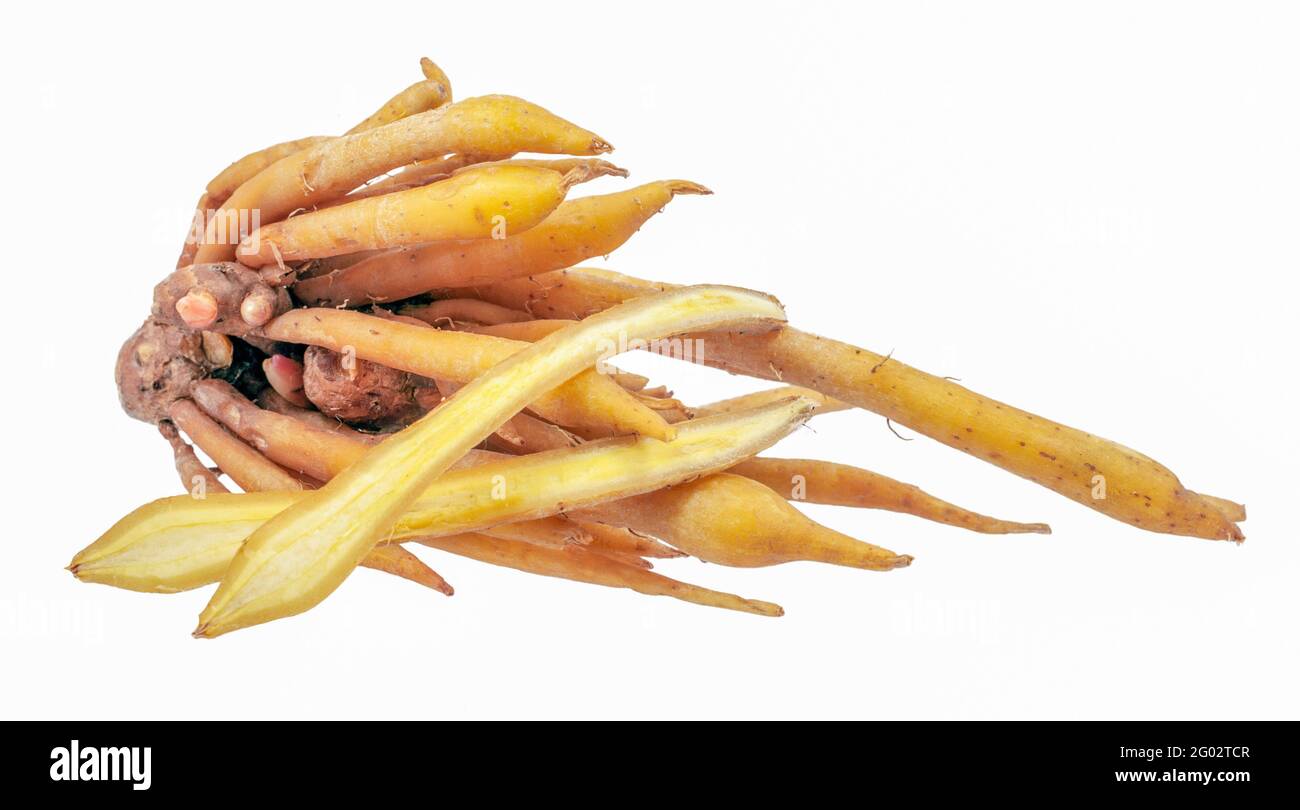 Finger Root or Chinese Ginger isolated on white background Stock Photo ...