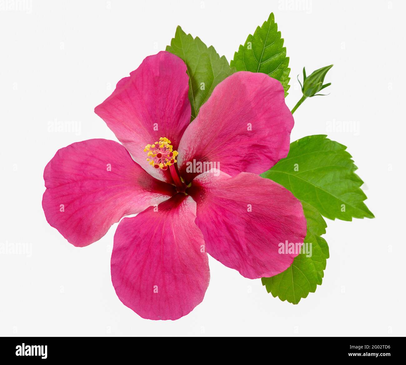 Hibiscus flower Cut Out Stock Images & Pictures - Alamy