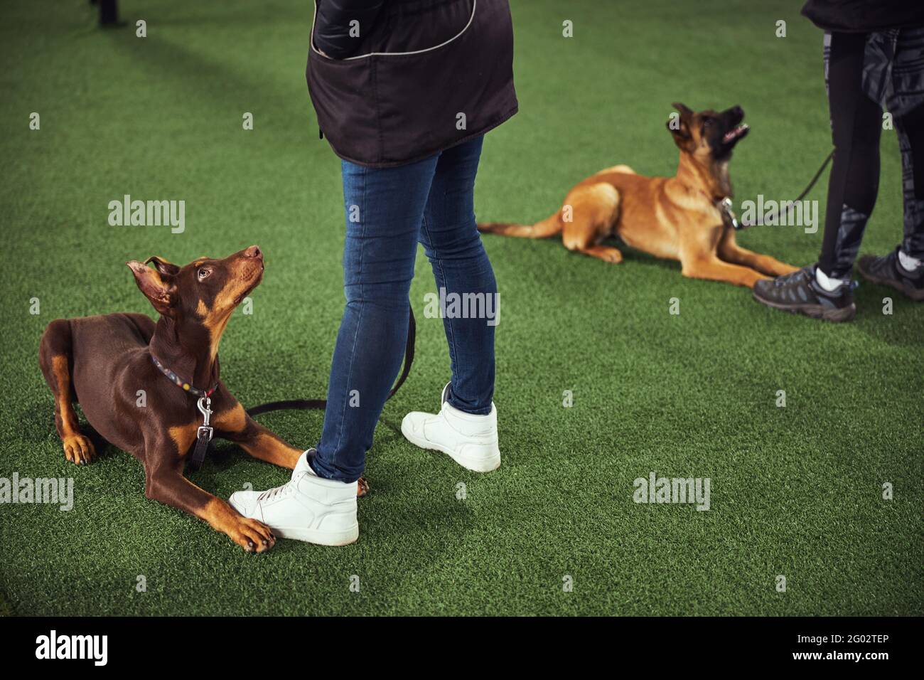 Two quiet dogs undergoing group obedience training with professional ...