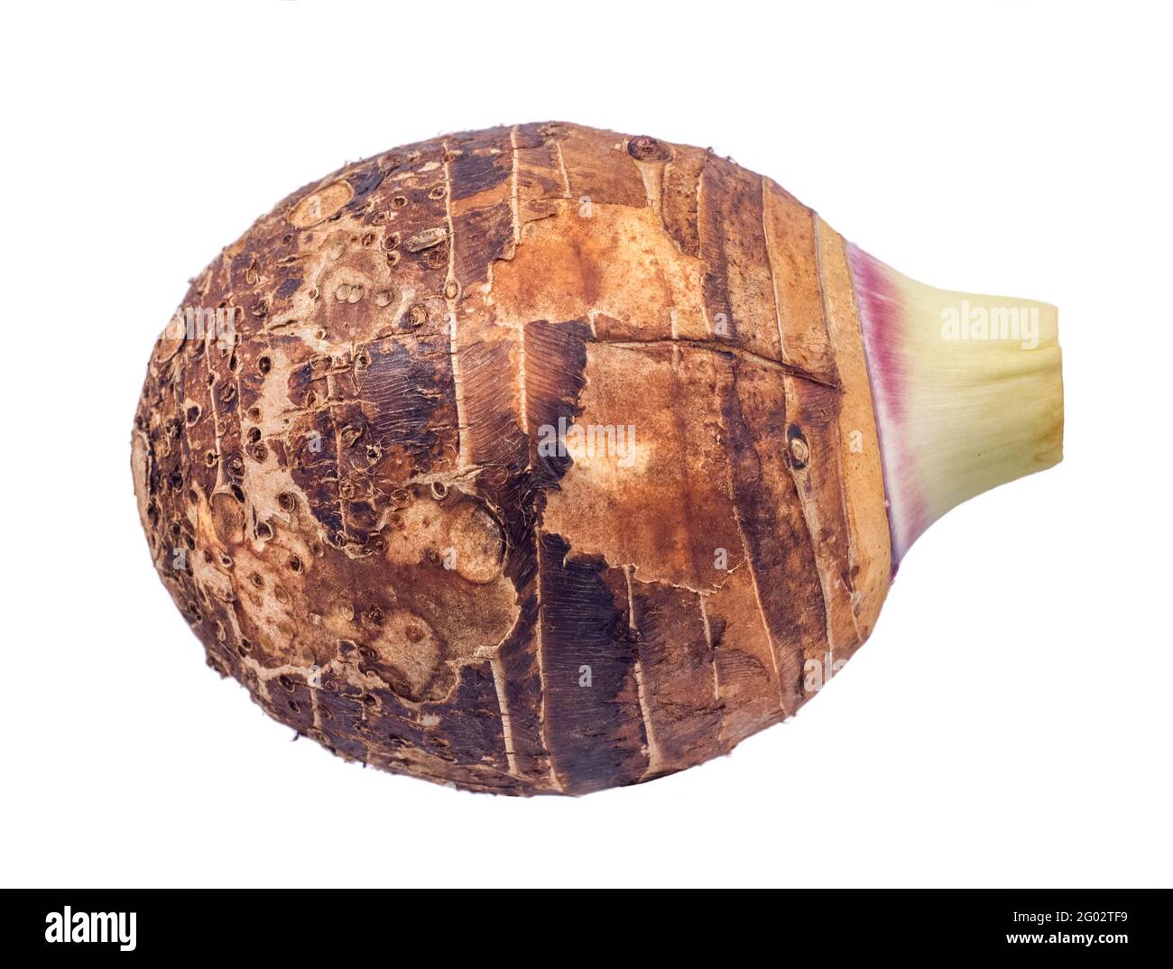 Potato plant cross section hi-res stock photography and images - Alamy