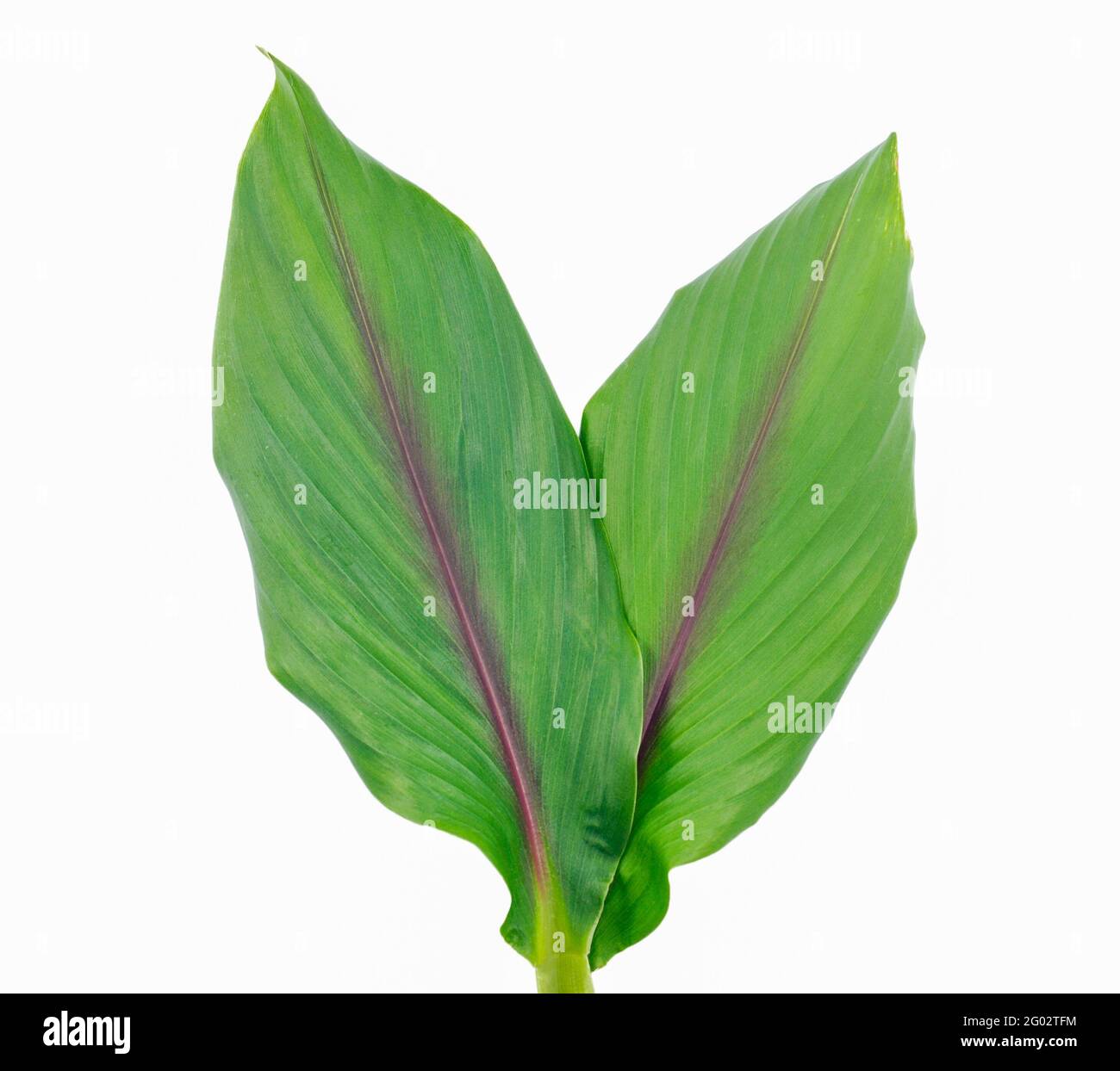 Turmeric leaf isolated on white background Stock Photo - Alamy