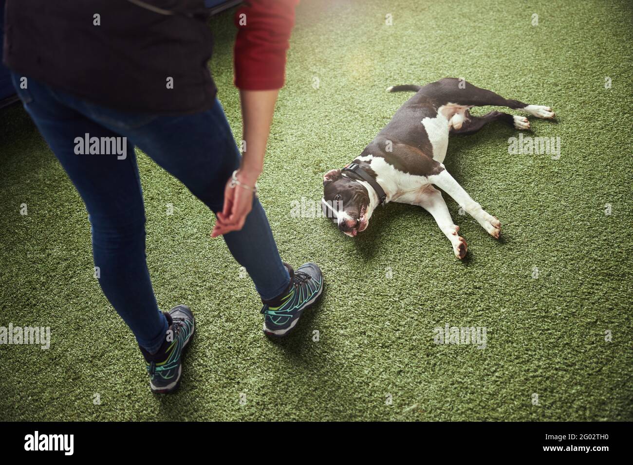 Professional female dog handler training hi-res stock photography and ...
