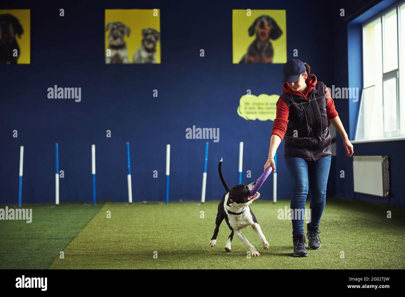 Dog performing a pulling exercise assisted by an instructor Stock Photo ...