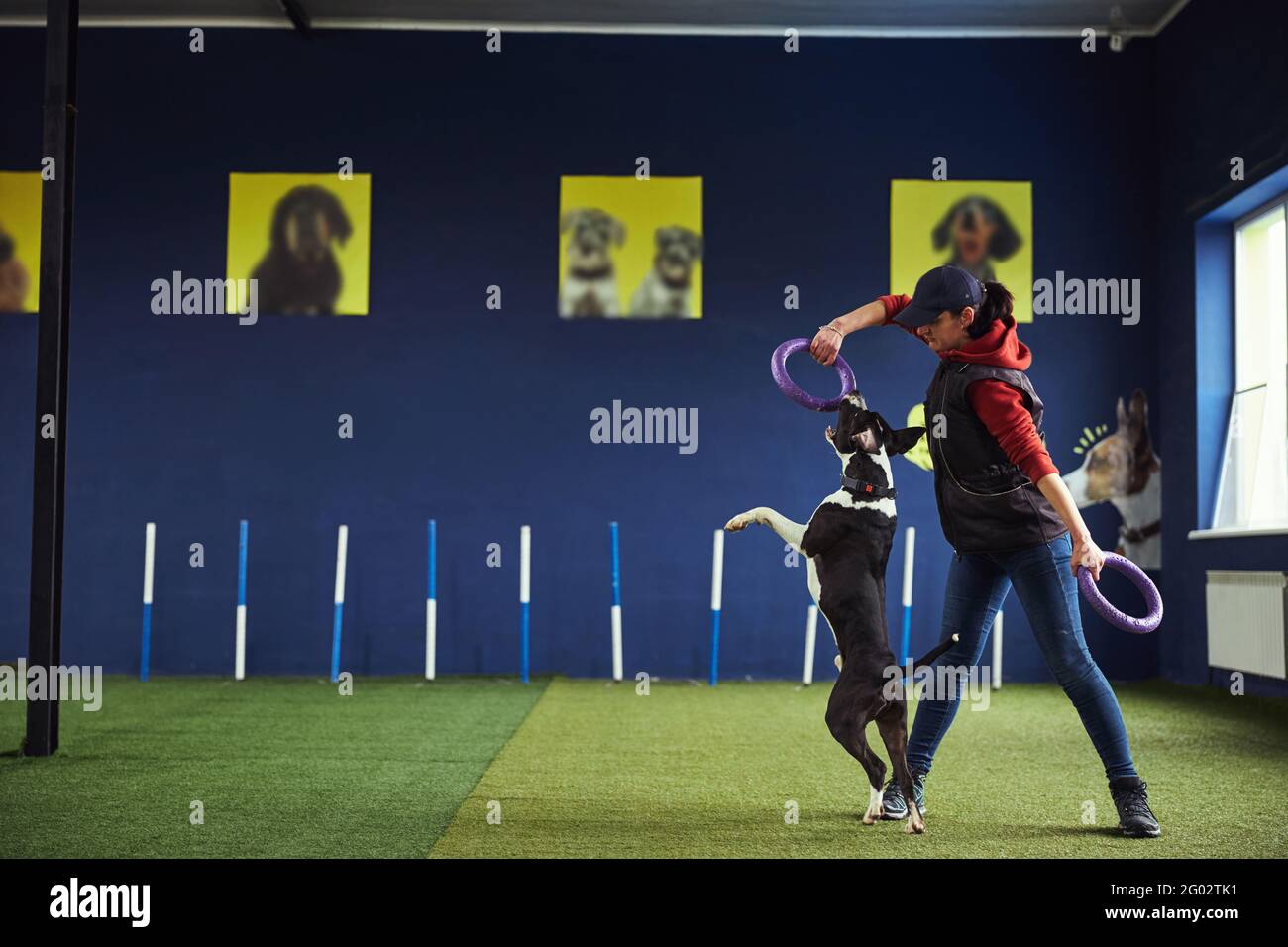 Professional female dog handler training hi-res stock photography and ...