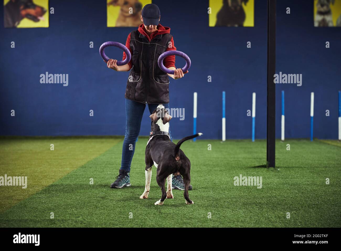 Dog training tools hi-res stock photography and images - Alamy