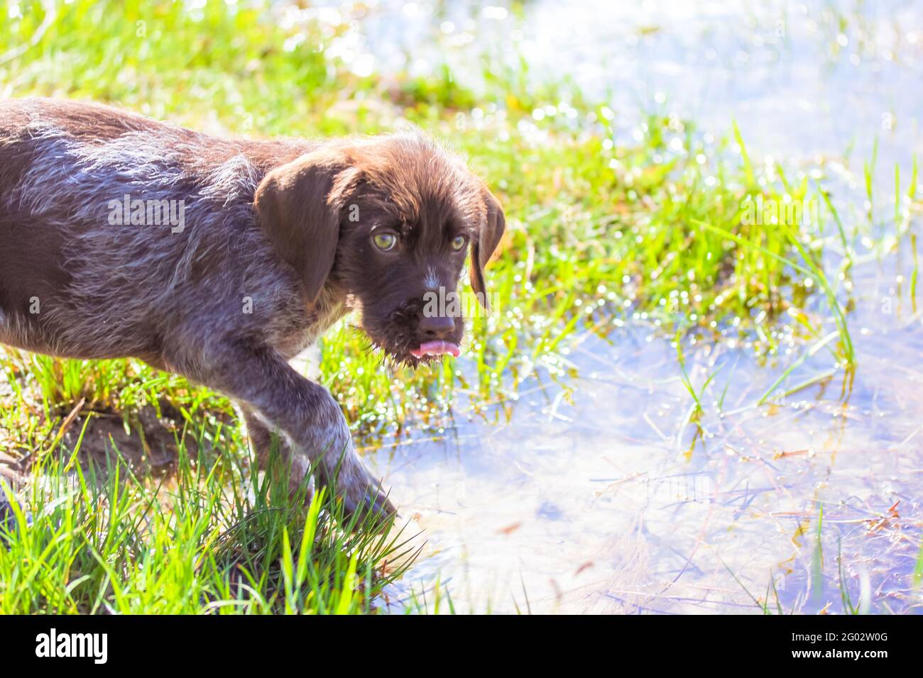 Deutsch drahthaar puppy hi-res stock photography and images - Alamy