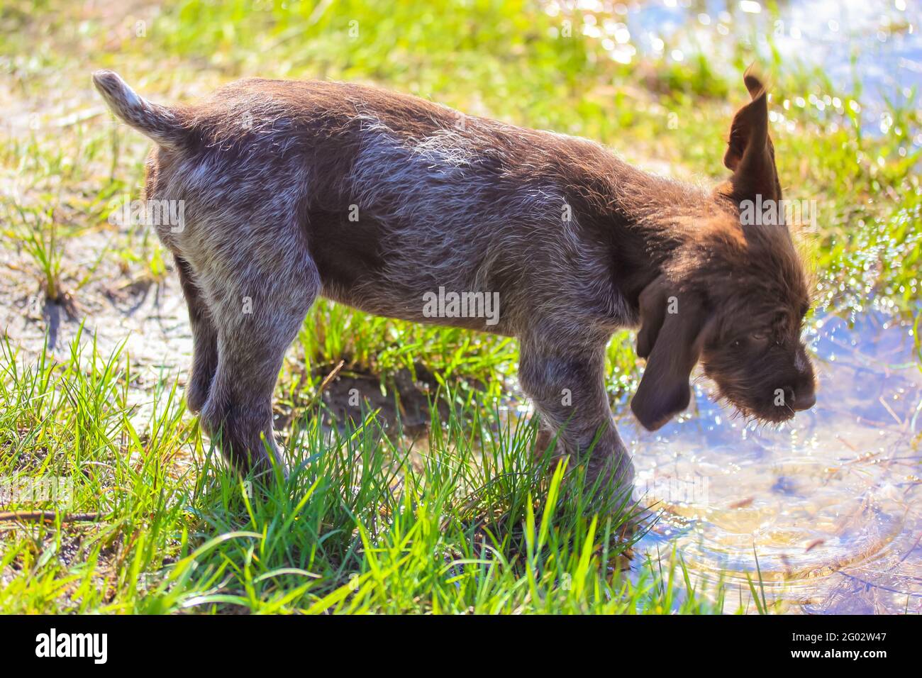 Deutsch drahthaar puppy hi-res stock photography and images - Alamy