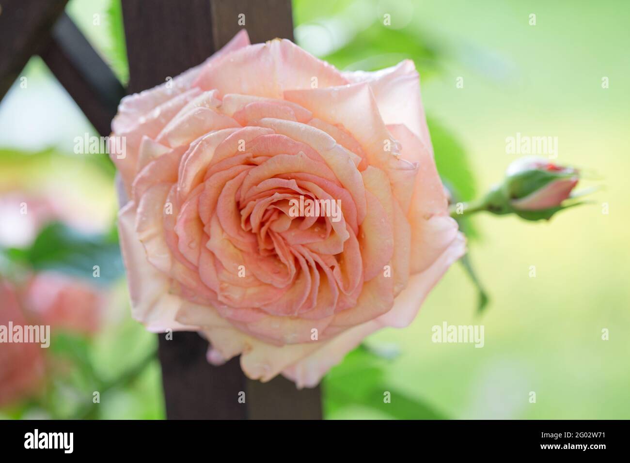 Backlit roses hi-res stock photography and images - Alamy