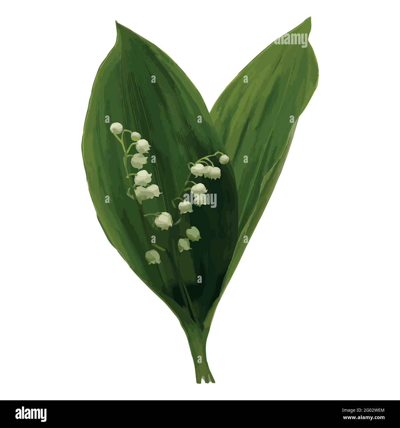 Bell lily valley on Stock Vector Images - Alamy