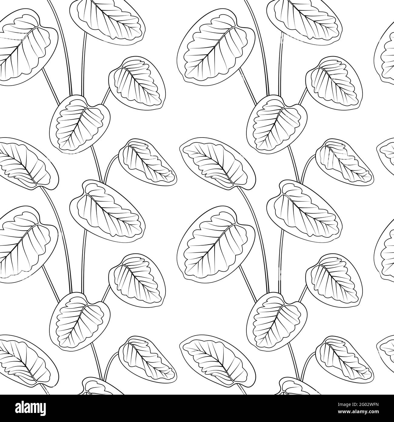 Tropical calathea leaves black outline drawing seamless pattern. White ...
