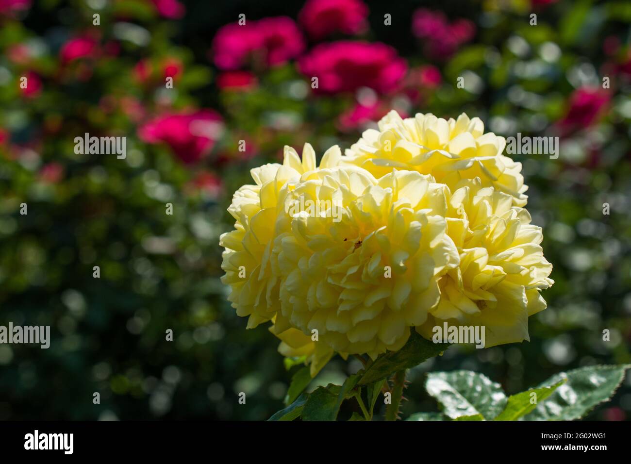 Blooming beautiful bunch of roses in spring garden Stock Photo - Alamy