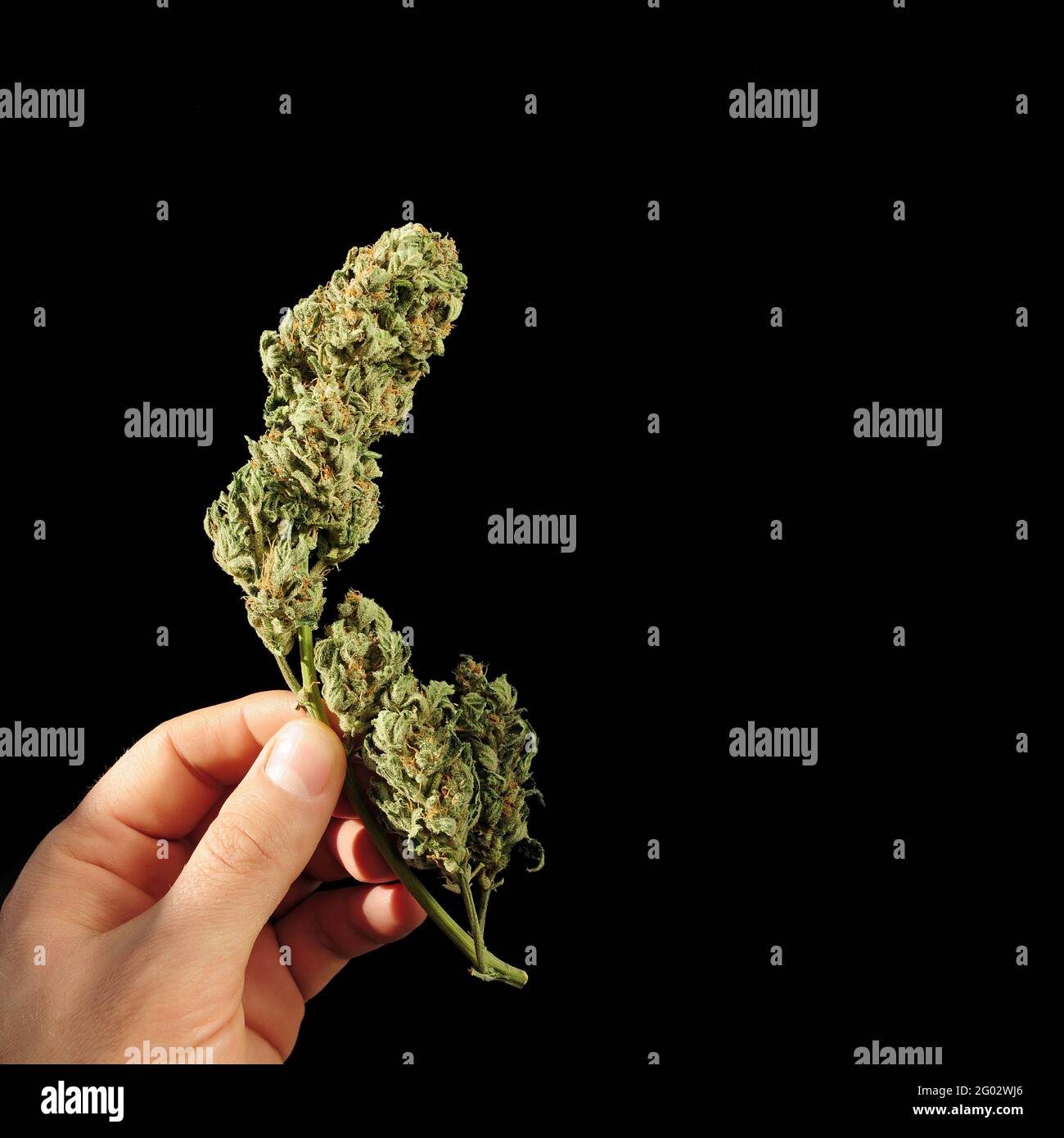 Cannabis buds in man's hand. Harvest time, drying and curing. CBD ...