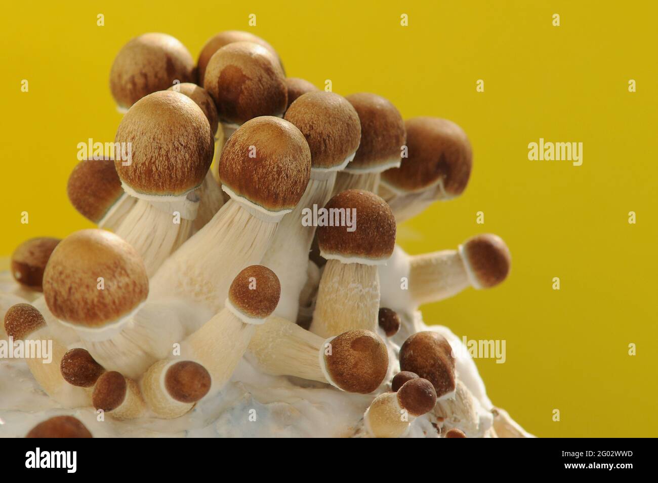 Mycelium experience hi-res stock photography and images - Alamy