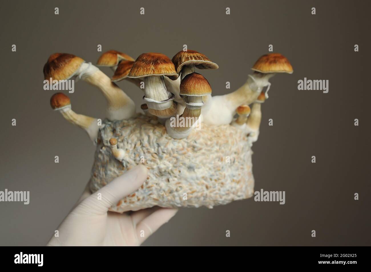 Psilocybe Cubensis Grow