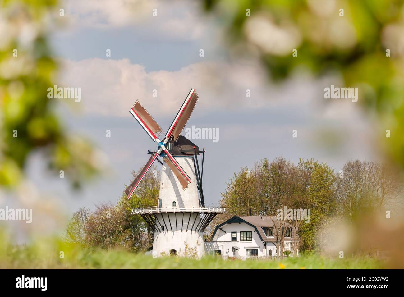 Colorful spring view with blossoming fruit trees of a Dutch windmill in ...