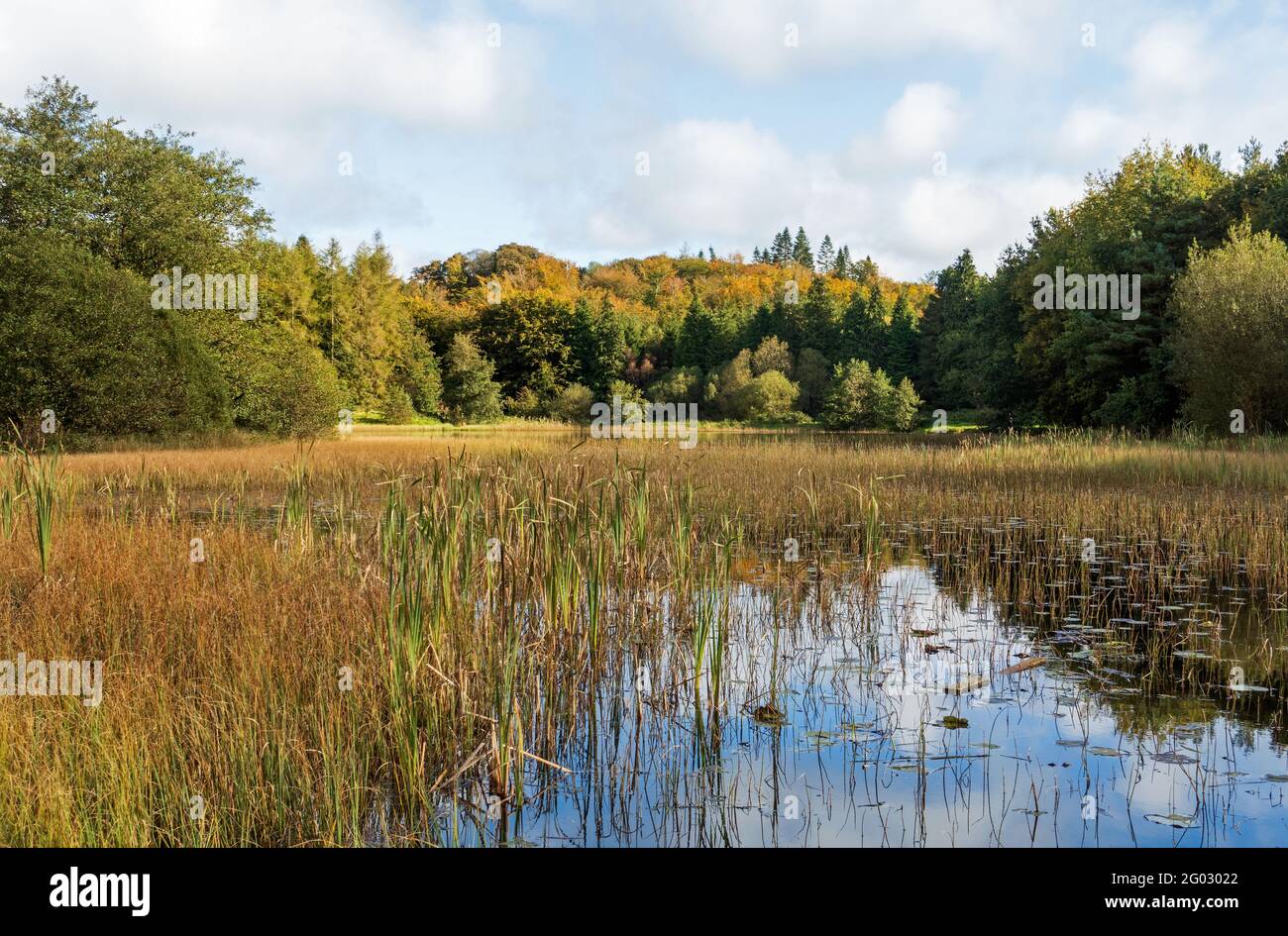Barn Hill Lake in Rossmore Forest Park, County Monaghan, Irealnd on the ...