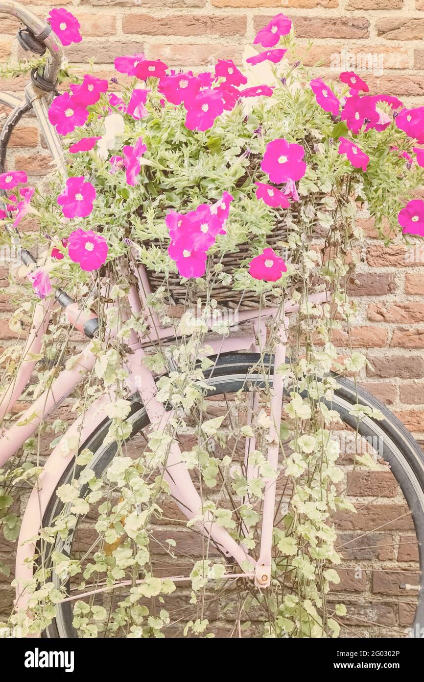 Pink ladies bicycle basket hi-res stock photography and images - Alamy