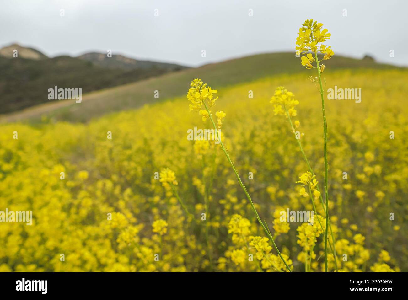 Golden wild flowers grow on a hillside Stock Photo - Alamy