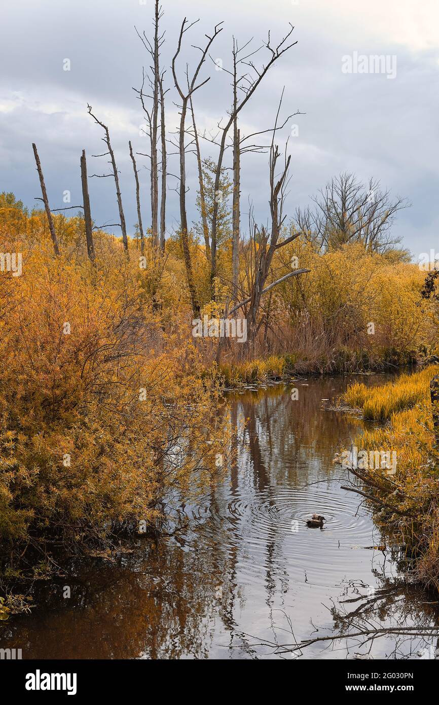 Swamp, natural marshland with dead trees and orange leaves in Autumn ...
