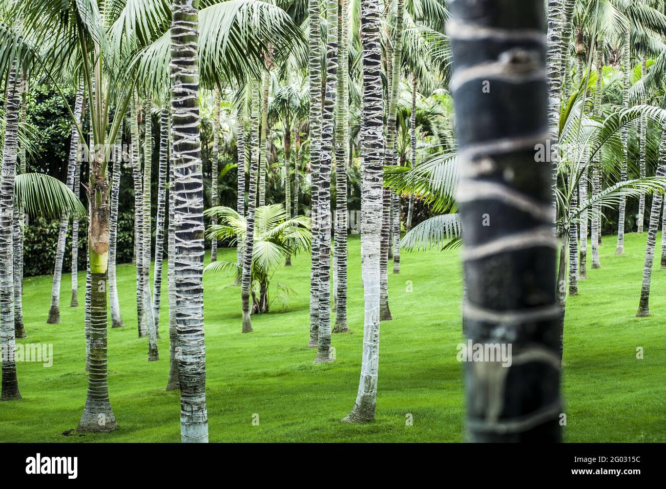 Trunks of palm trees in a garden Stock Photo - Alamy
