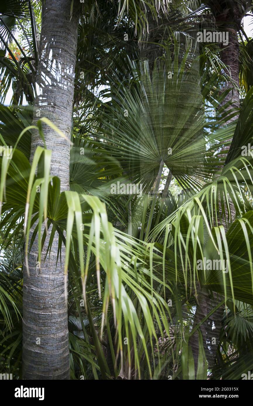 Vertical shot of palm trees perfect for background Stock Photo - Alamy