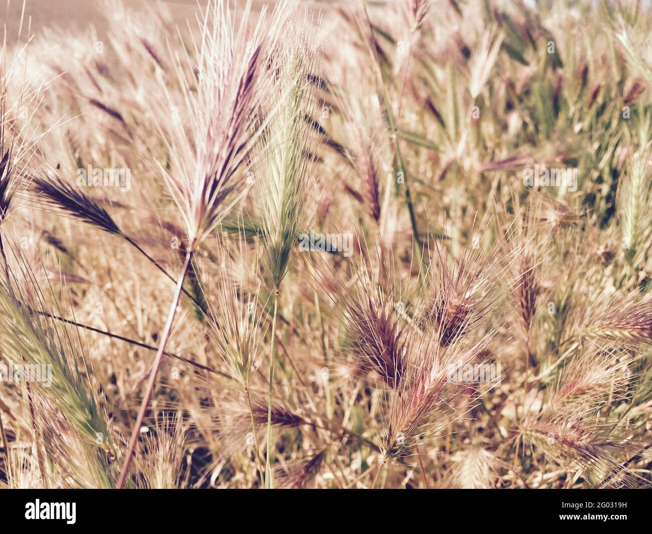 Dense crops hi-res stock photography and images - Alamy