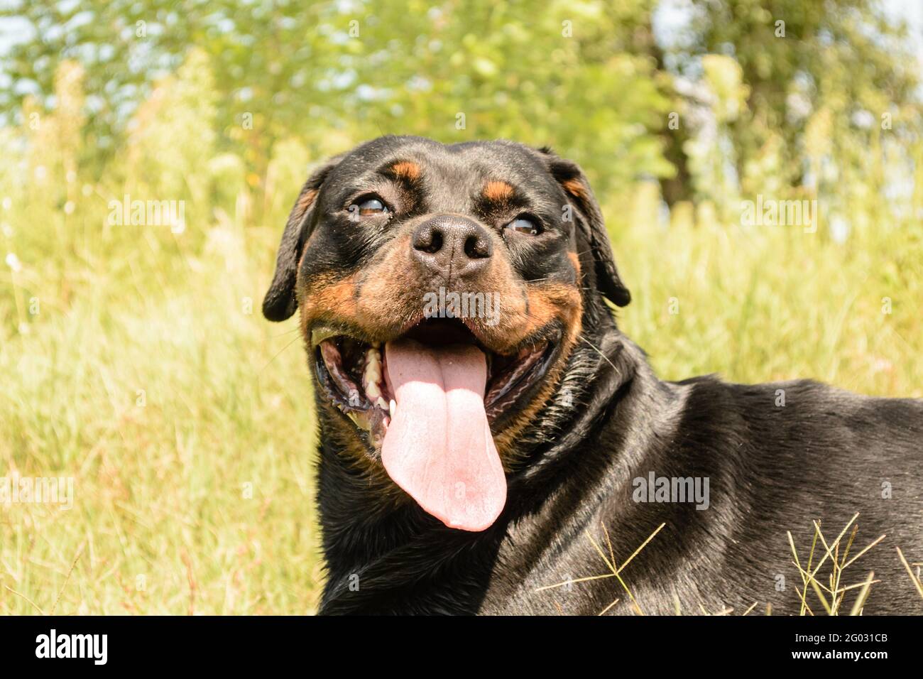 Biggest Rottweiler Ever Recorded