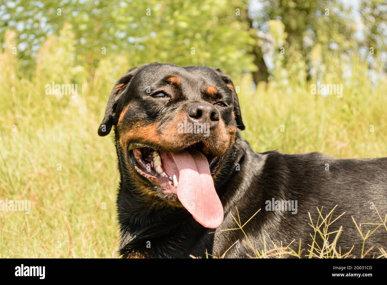 Rottweiler ears hi-res stock photography and images - Alamy