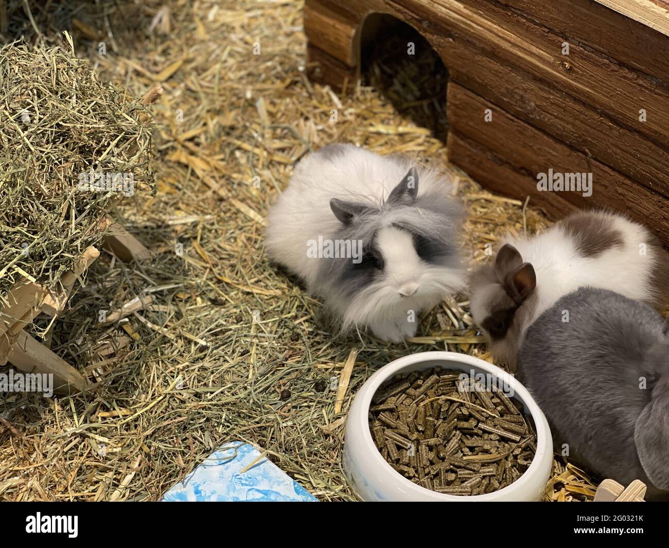 Cute baby bunnies eating food Stock Photo - Alamy
