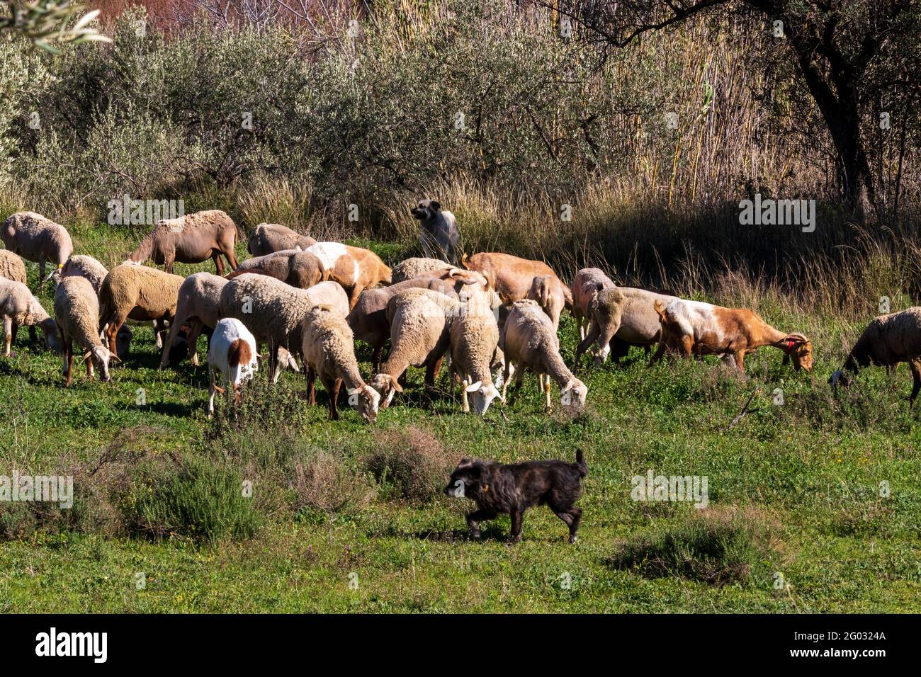 Spanish shepherd hi-res stock photography and images - Alamy