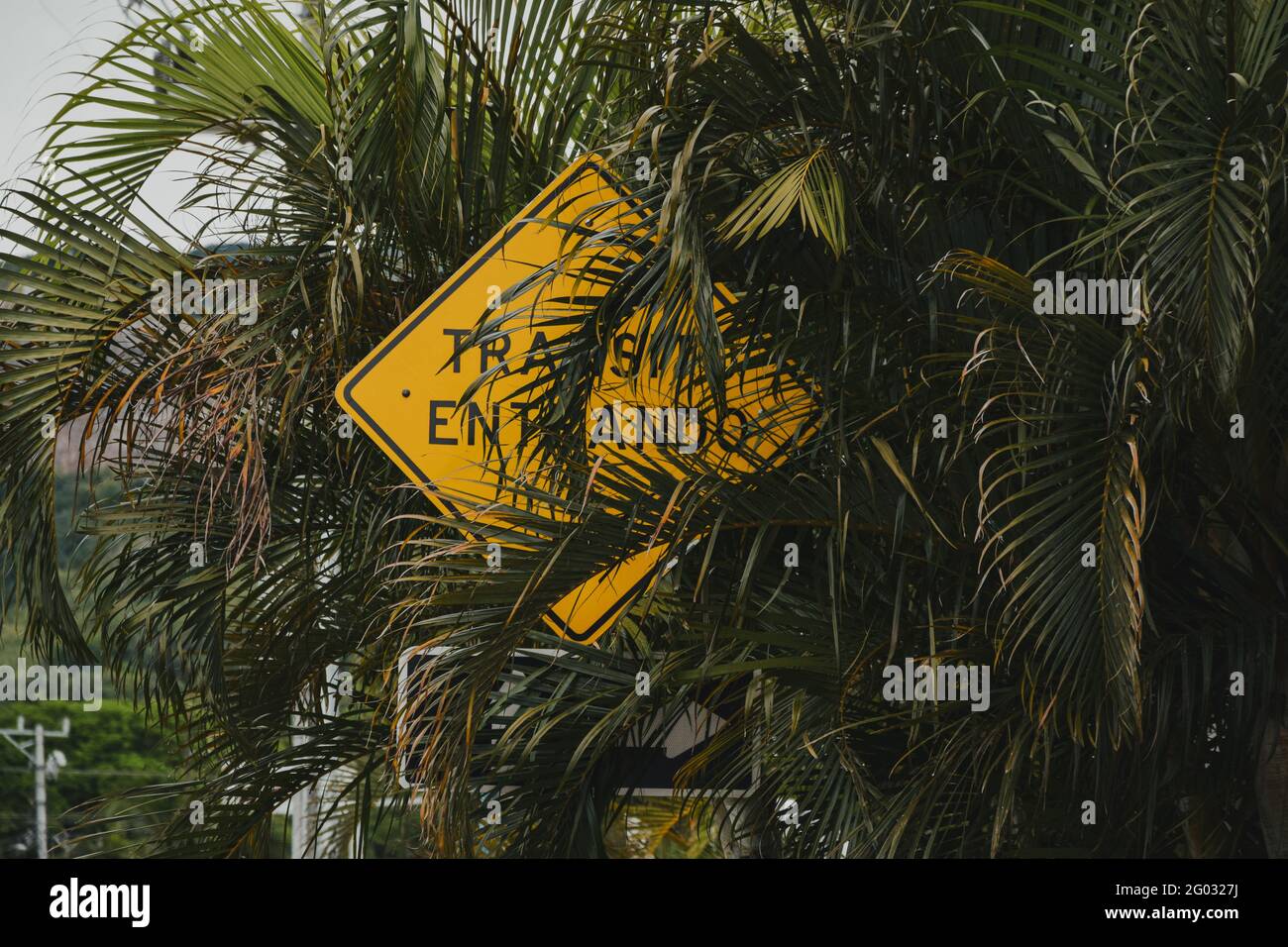 Traffic sign between palm trees on a street Stock Photo - Alamy