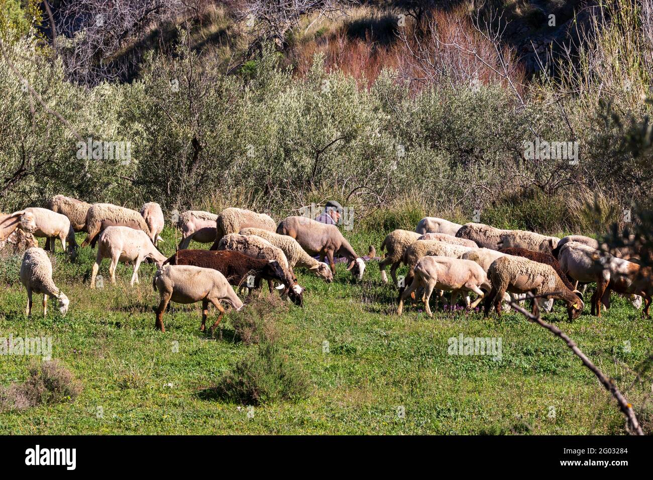 Spanish Shepherd with his Goats and Sheep Grazing in a Field Stock ...
