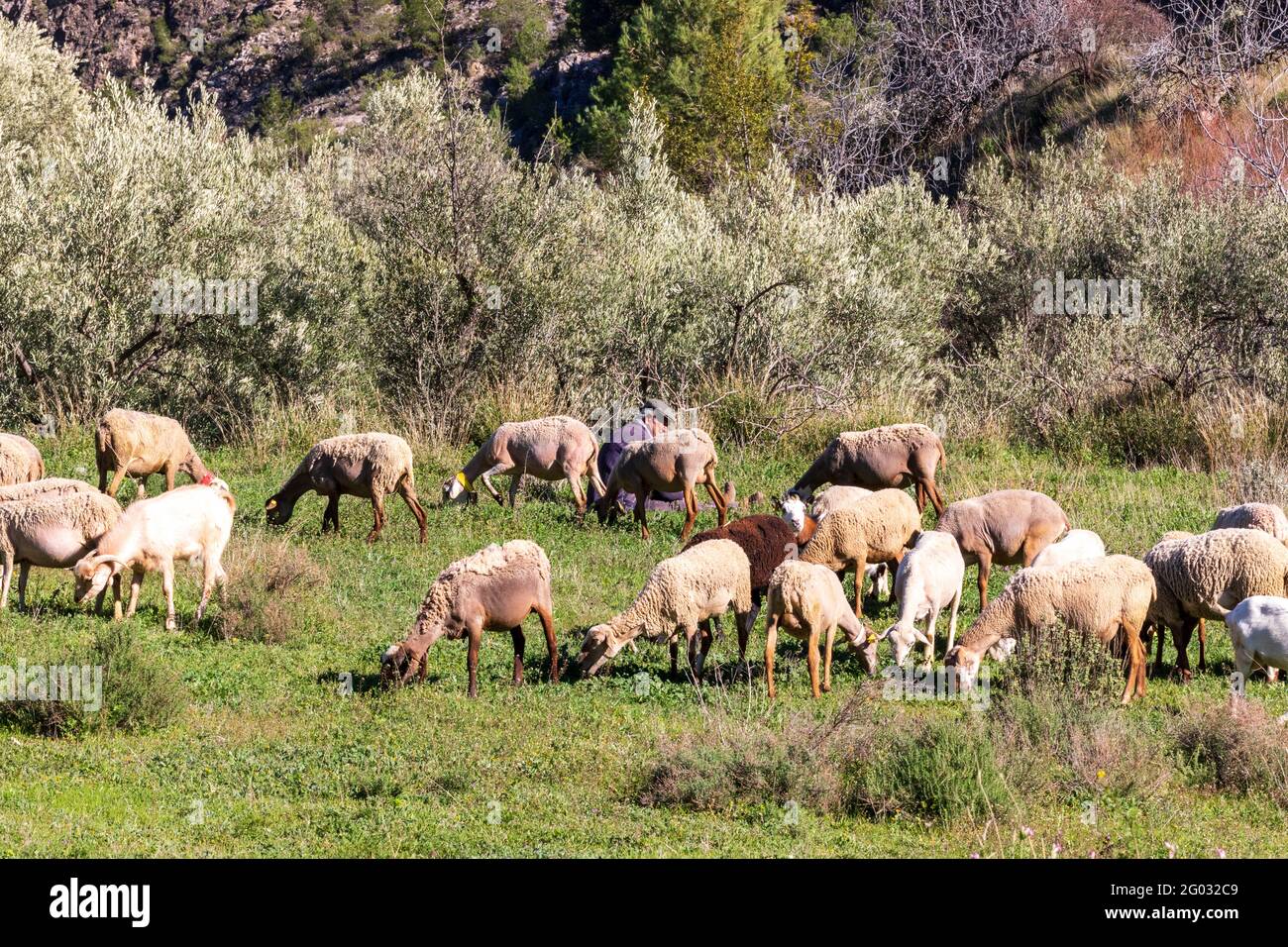 Spanish Shepherd with his Goats and Sheep Grazing in a Field Stock ...