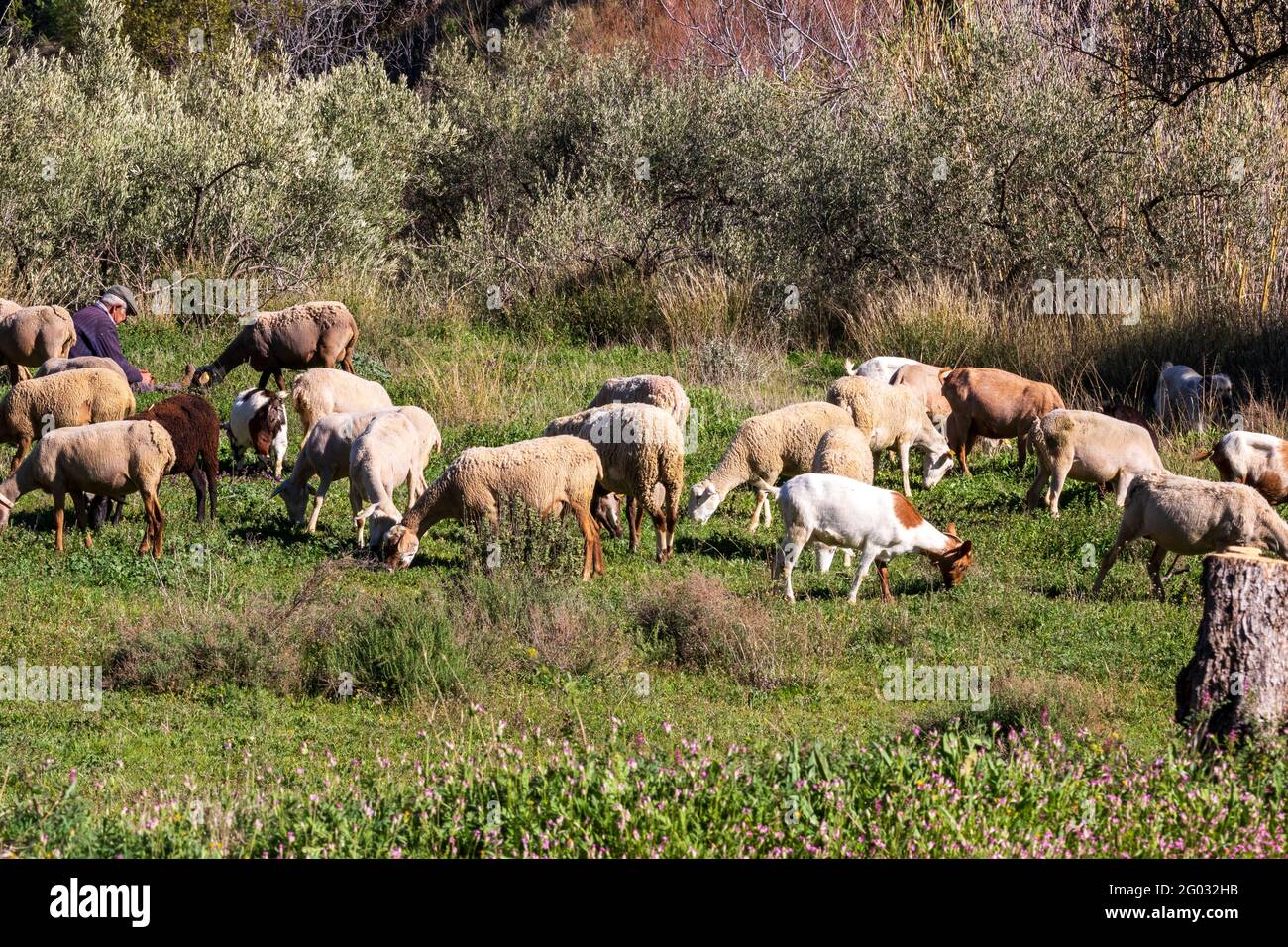 Spanish Shepherd with his Goats and Sheep Grazing in a Field Stock ...