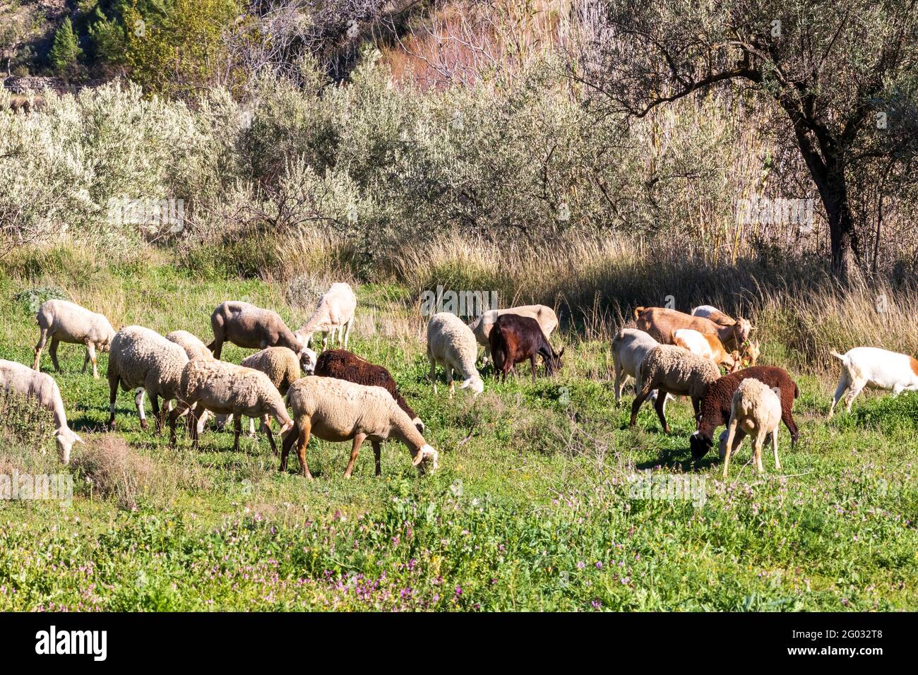 Spanish Shepherd with his Goats and Sheep Grazing in a Field Stock ...