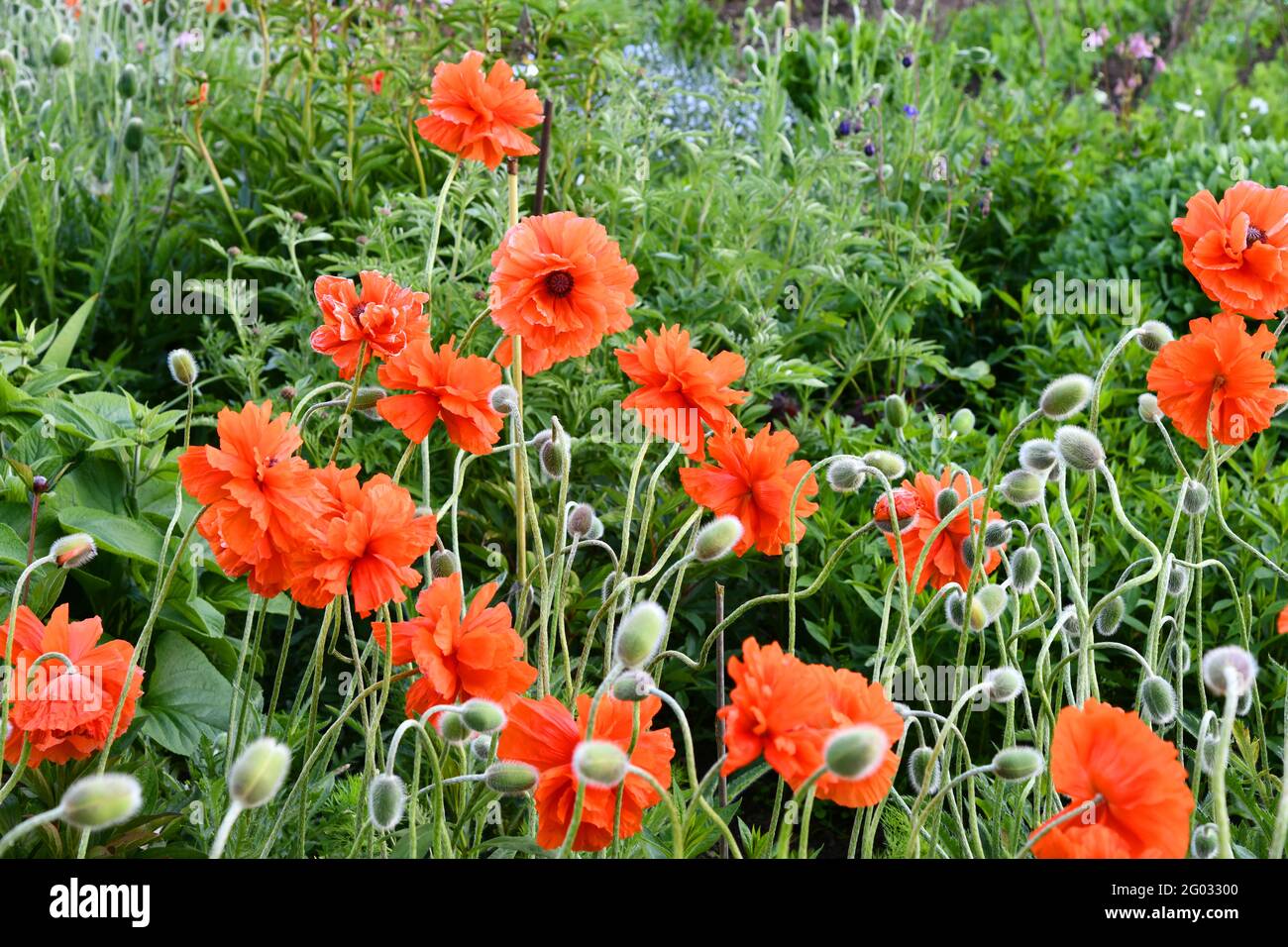 Poopies hi-res stock photography and images - Alamy