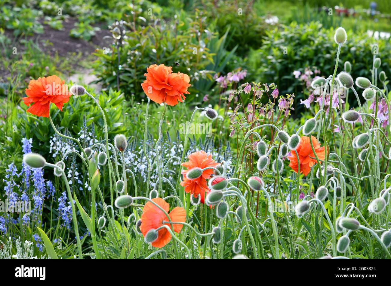 Poopies hi-res stock photography and images - Alamy