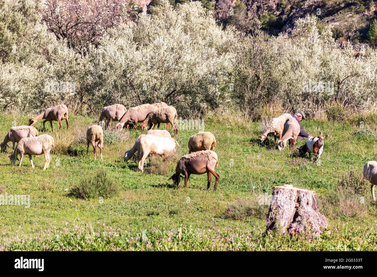 Spanish shepherd hi-res stock photography and images - Alamy