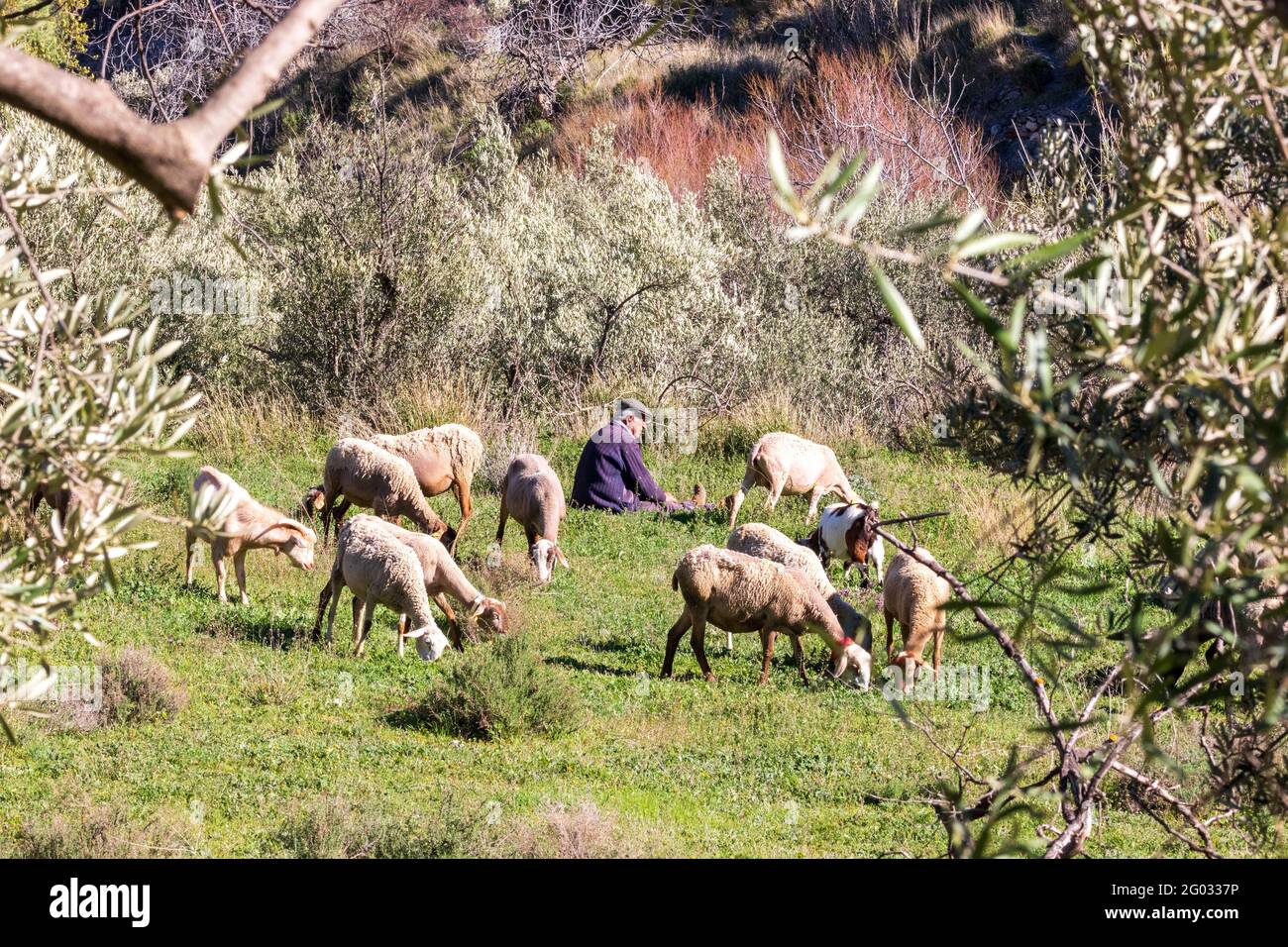 Spanish Shepherd with his Goats and Sheep Grazing in a Field Stock ...