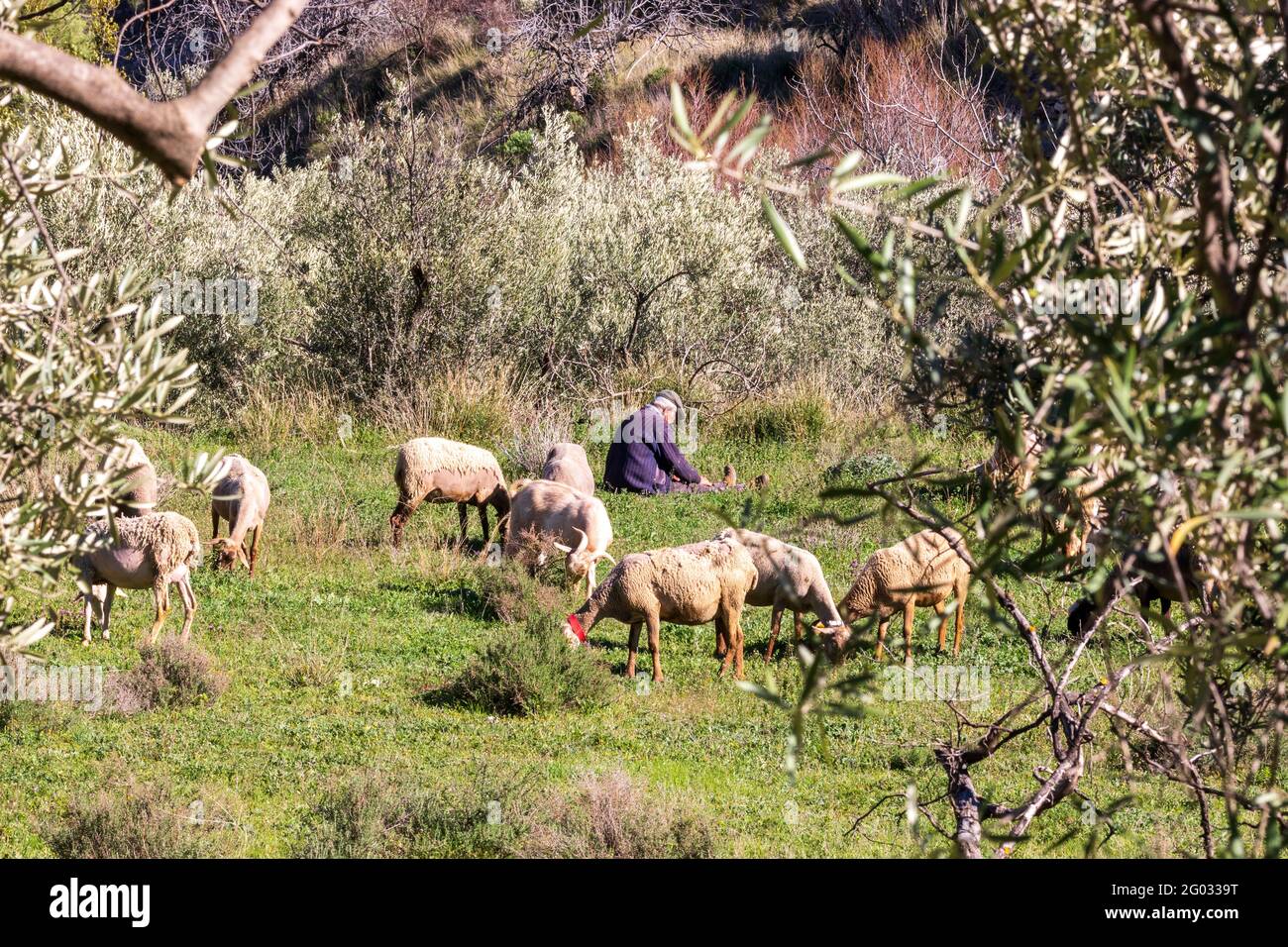Spanish Shepherd with his Goats and Sheep Grazing in a Field Stock ...