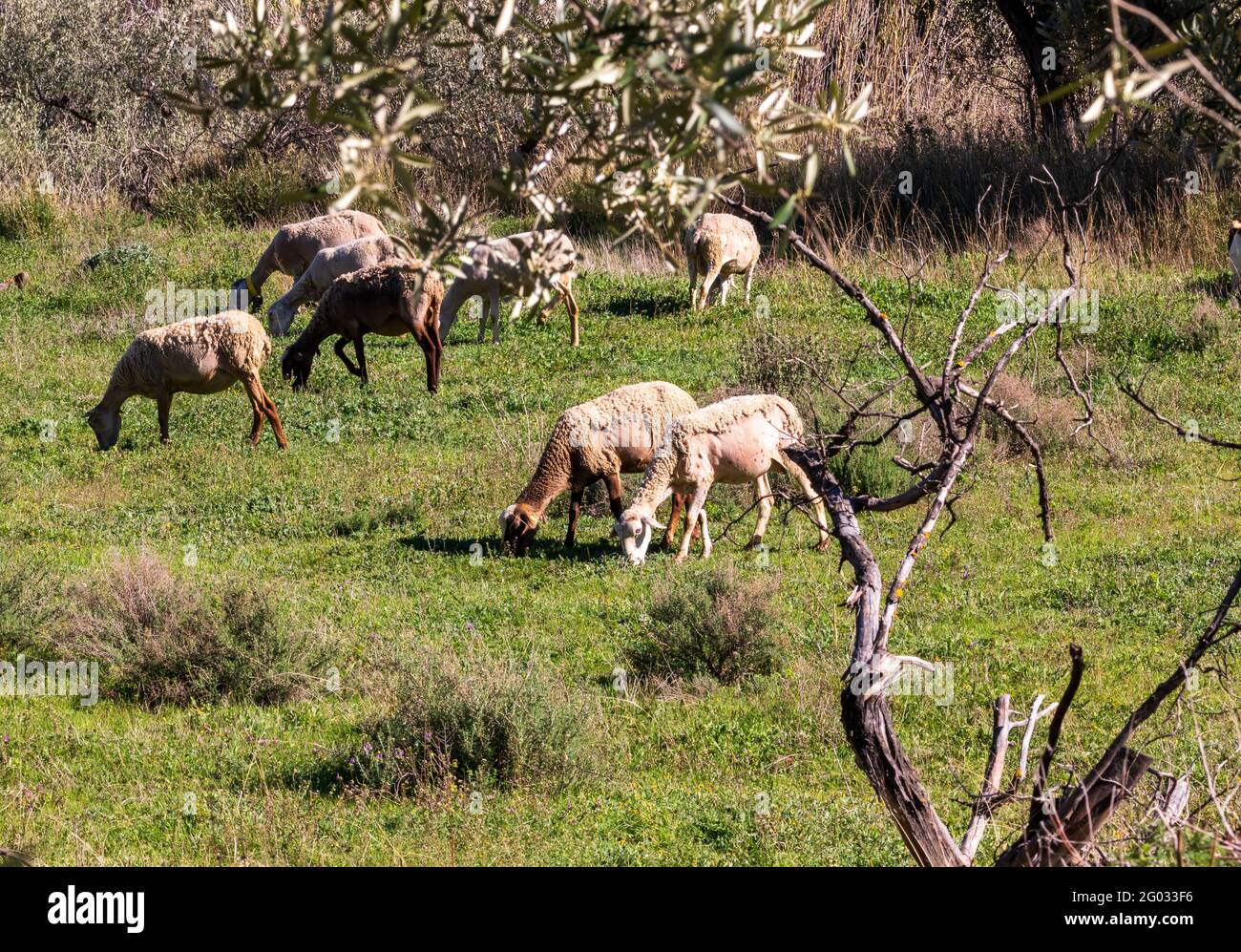Spanish Shepherd with his Goats and Sheep Grazing in a Field Stock ...